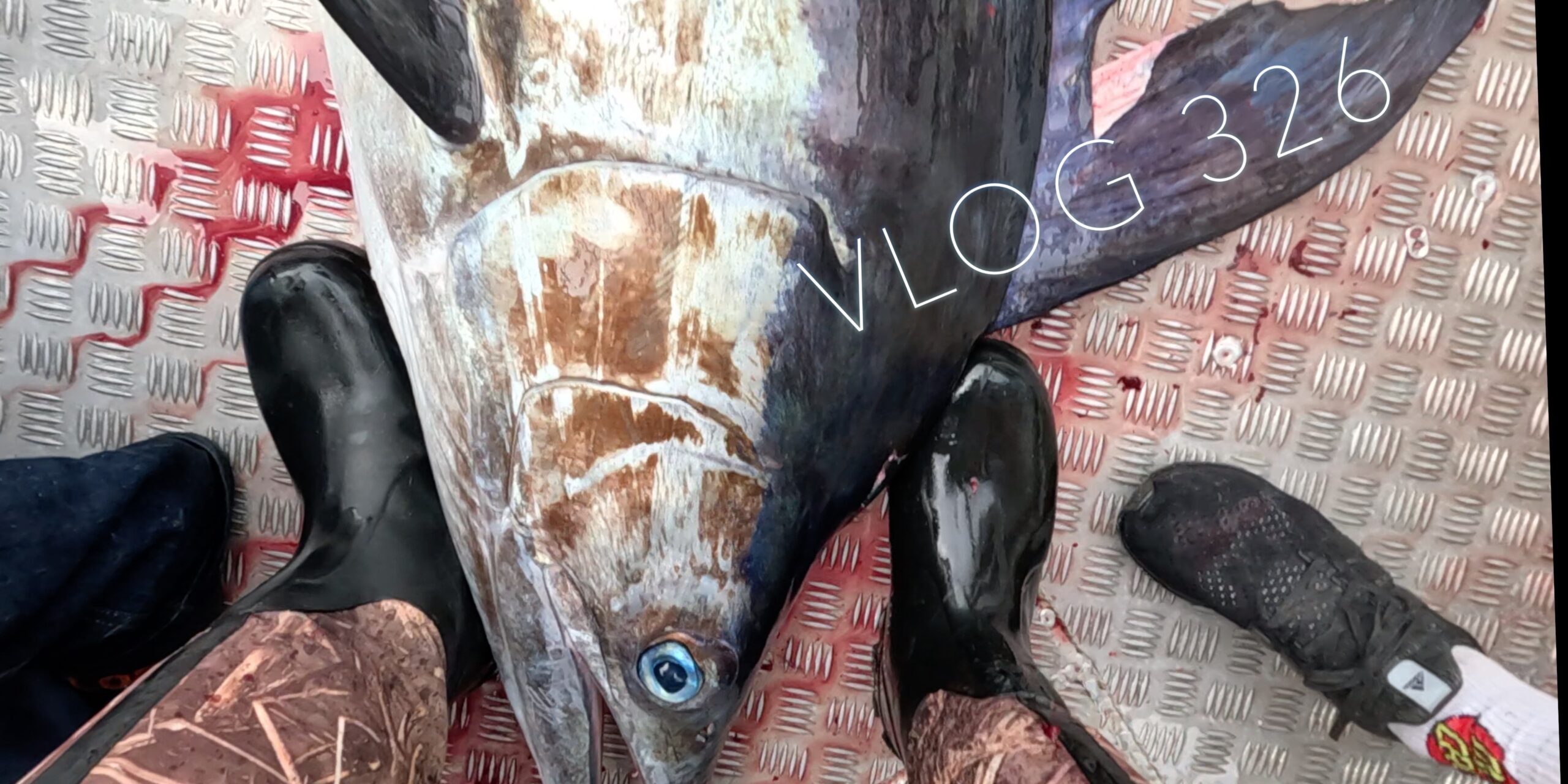 ADVENTURE VLOG 326 - HOME JAMES - The Kiwi Bushman