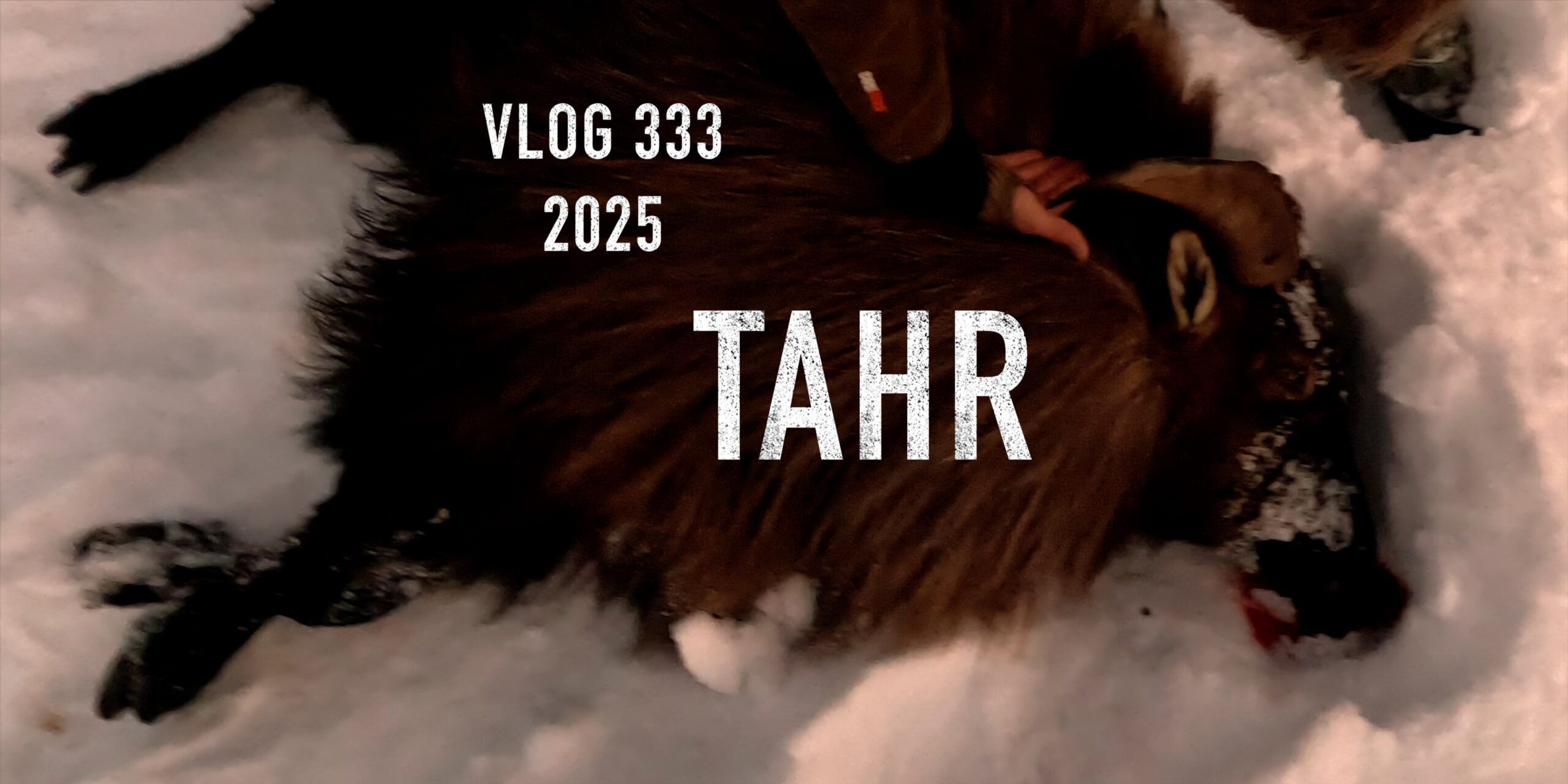 Tahr Hunt 2025 - Part 1 - The Kiwi Bushman
