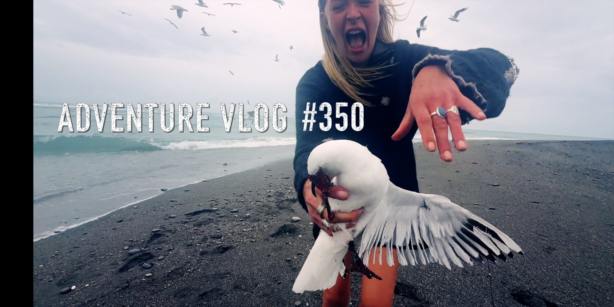 Adventure VLOG #350 - Izzie The Seagull Slayer - The Kiwi Bushman